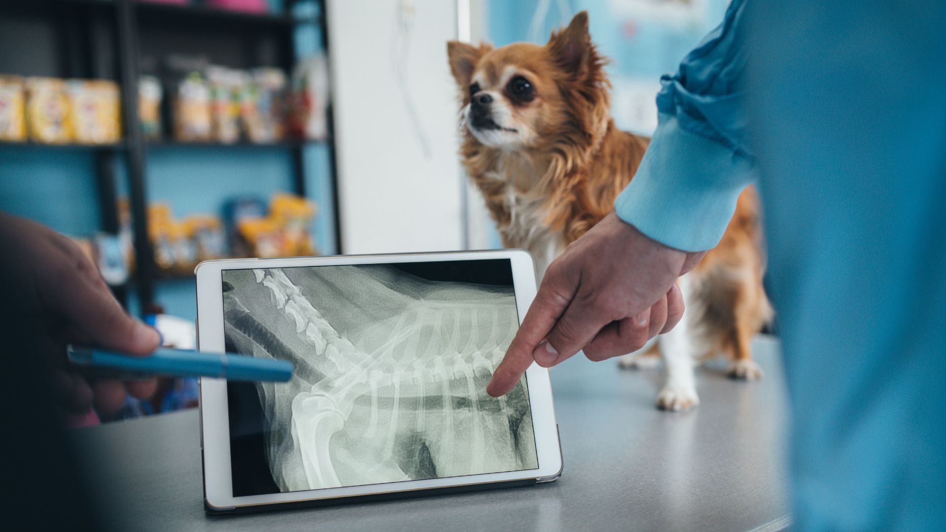 Pet Digital Radiography In Wichita, KS | Northridge Vet