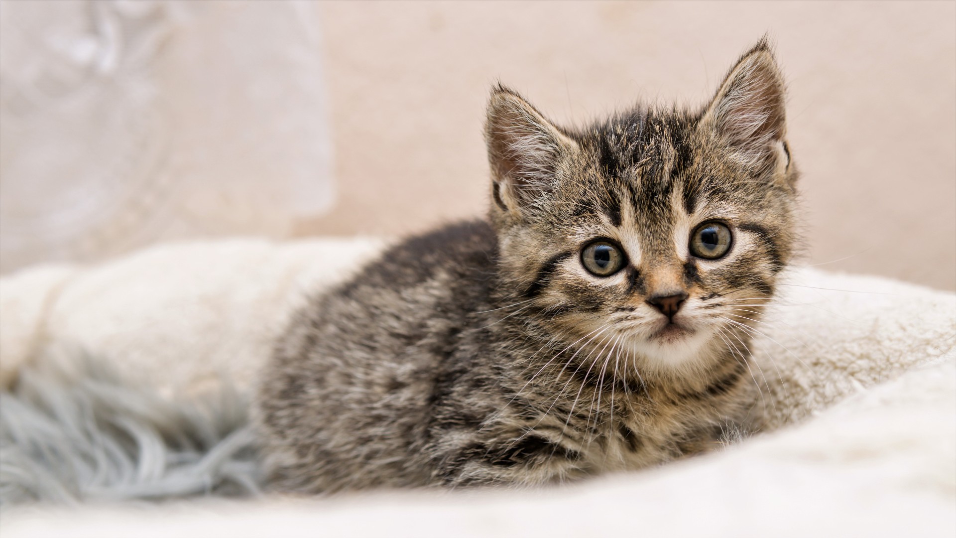 Pet Health | Northridge Veterinary Clinic & Rehabilitation Pet Health | Northridge Veterinary Clinic & Rehabilitation