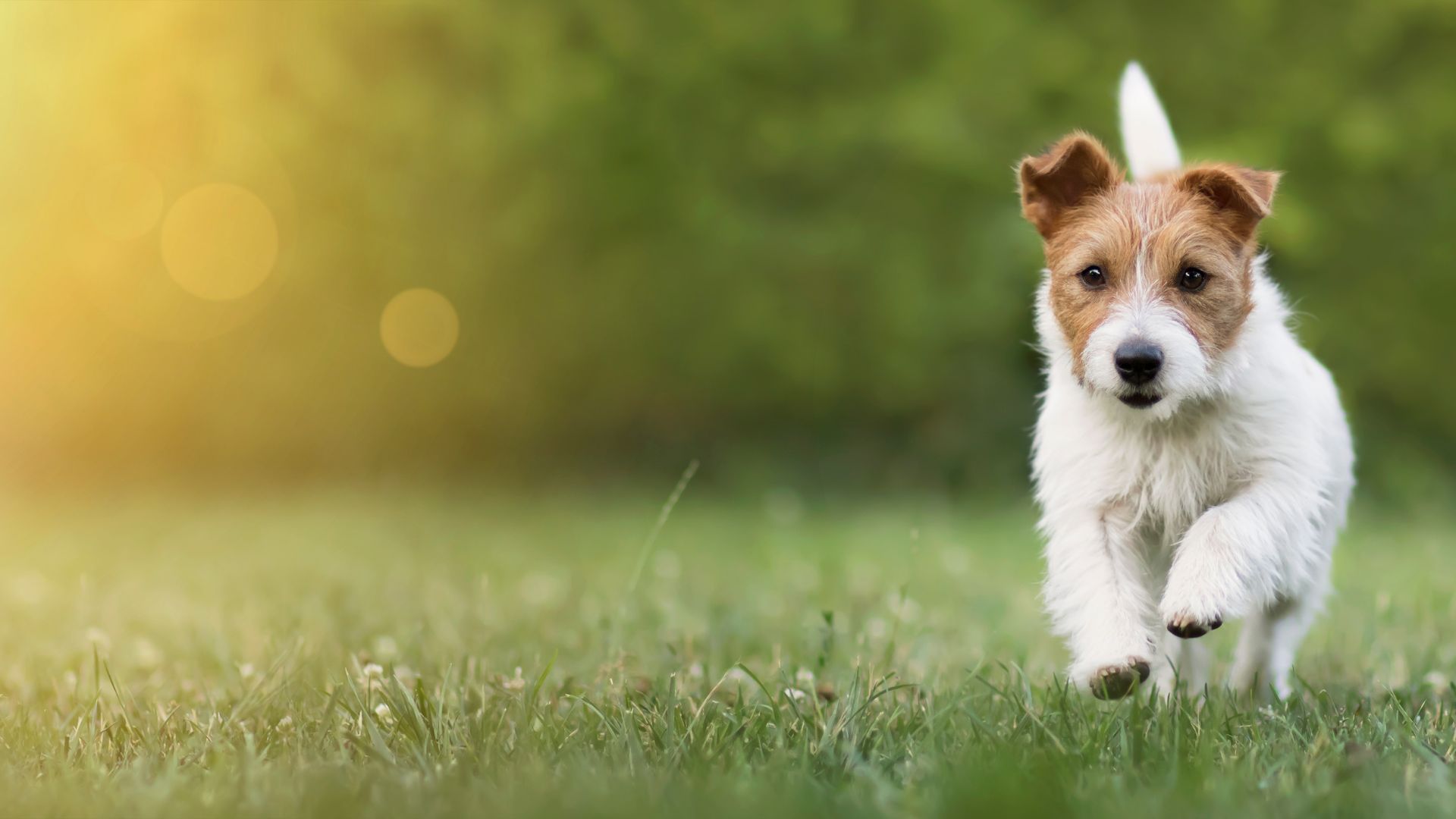 Pet Credit Cards | Northridge Veterinary Clinic & Rehabilitation